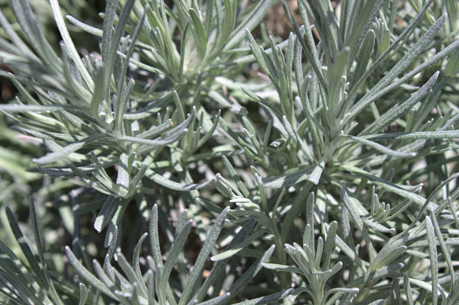 Onze Producten – Biological Youngplants